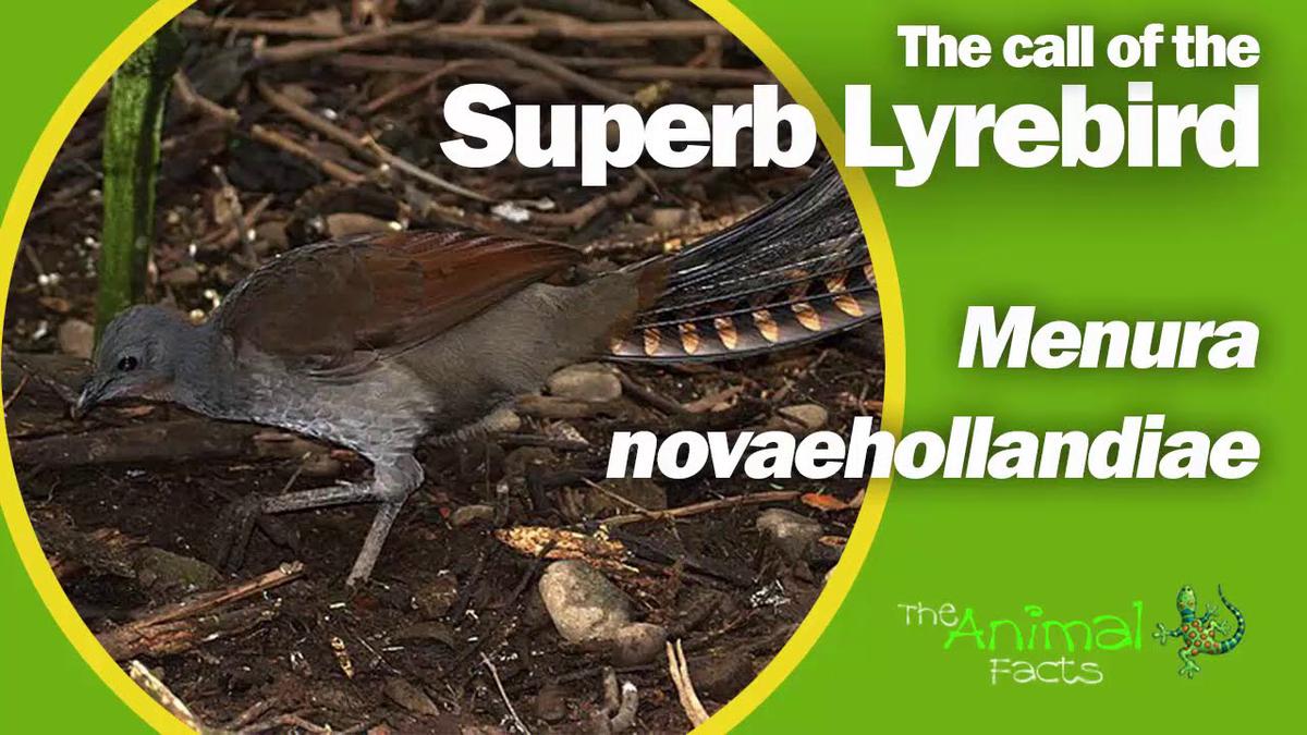 The call of the Superb Lyrebird