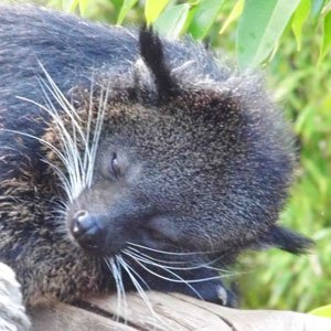 Binturong | The Animal Facts
