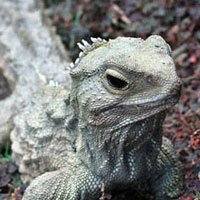 Tuatara | The Animal Facts