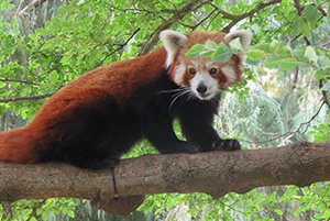 Red Panda | The Animal Facts