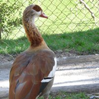 Egyptian Goose | The Animal Facts