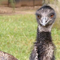 Emu | The Animal Facts