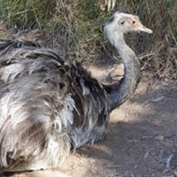 Greater Rhea