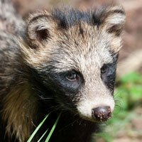 Racoon dog | The Animal Facts