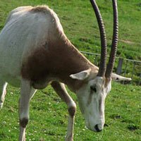 Scimitar Horned Oryx | The Animal Facts