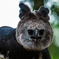 Harpy eagle | The Animal Facts