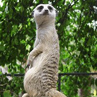 Meerkat | The Animal Facts