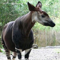 Okapi | The Animal Facts