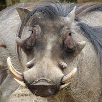 Warthog | The Animal Facts