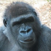 Western Lowland Gorilla | The Animal Facts