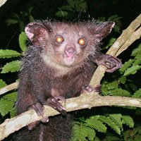 Aye Aye | The Animal Facts