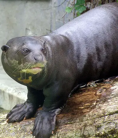 Giant otter | The Animal Facts