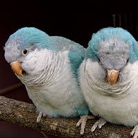 Quaker Parrot