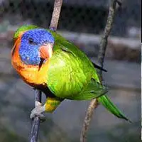 Rainbow Lorikeet | The Animal Facts Habitat, Apperance, Diet, Behaviour