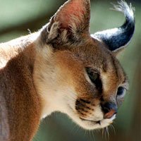 Caracal | The Animal Facts