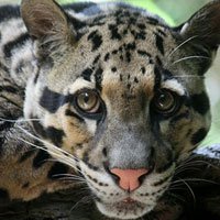 Clouded Leopard | The Animal Facts