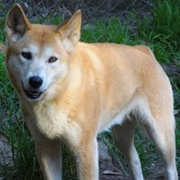 Dingo | The Animal Facts