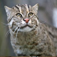 Fishing cat | The Animal Facts
