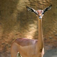 Gerenuk | The Animal Facts