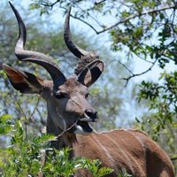 Greater Kudu | The Animal Facts