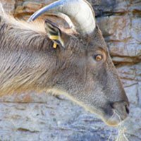 Himalayan Tahr | The Animal Facts
