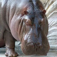 River Hippo - The Animal Facts