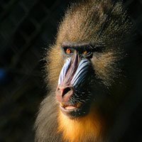 Mandrill | The Animal Facts