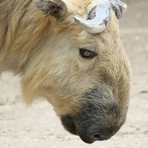 Sichuan Takin | The Animal Facts