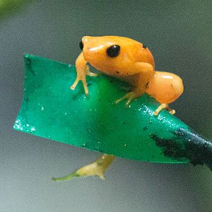 Golden Mantella | The Animal Facts