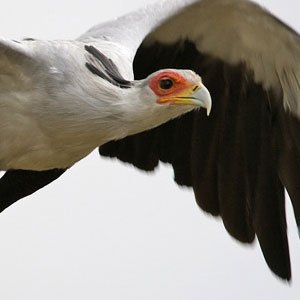 Secretary Bird | The Animal Facts
