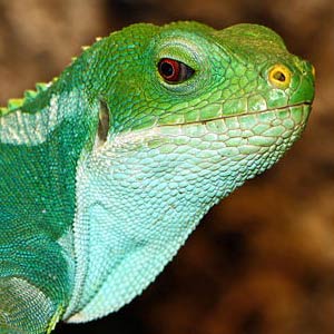 Fijian banded iguana | The Animal Facts