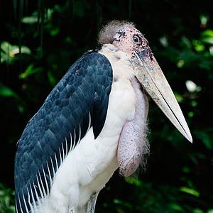 Marabou Stork | The Animal Facts