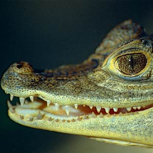Spectacled caiman | The Animal Facts