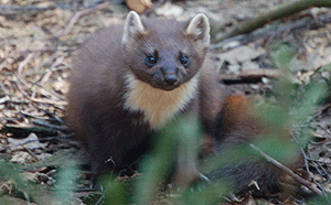 European Pine Marten | The Animal Facts