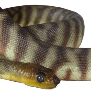 Woma Python | The Animal Facts
