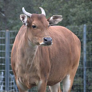 Banteng | The Animal Facts