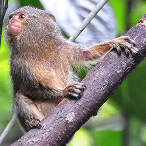 Pygmy Marmoset | The Animal Facts