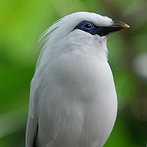Bali Myna | The Animal Facts