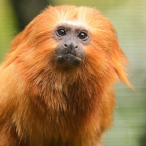 Golden Lion Tamarin | The Animal Facts