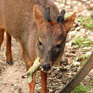 Southern pudu | The Animal Facts
