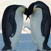 Penguin | The Animal Facts