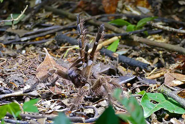 Goliath Birdeater | The Animal Facts | Diet, Habitat, Appearance, More!