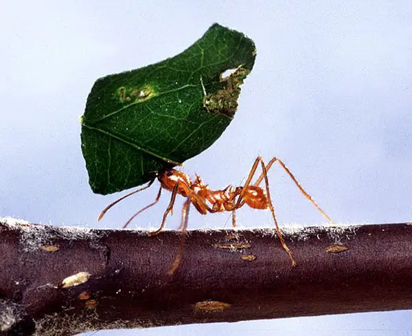 Leafcutter Ant | The Animal Facts | Appearance, Breeding, Diet, More!