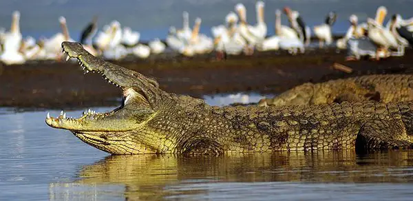 Nile Crocodile | The Animal Facts Habitat, Diet, Appearance and More! Nile Crocodile | The Animal Facts Habitat, Diet, Appearance and More!