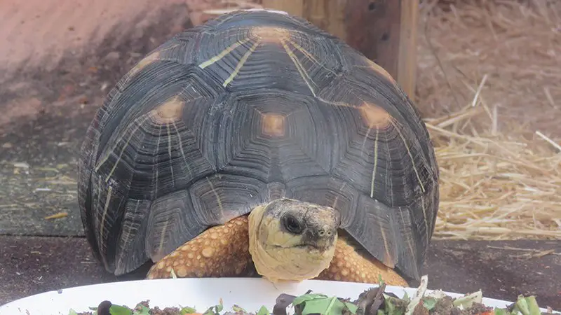 Radiated Tortoise | The Animal Facts | Appearance, Diet, Habitat, More!
