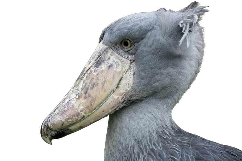 Shoebill | The Animal Facts | Appearance, Habitat, Diet, Breeding, More!