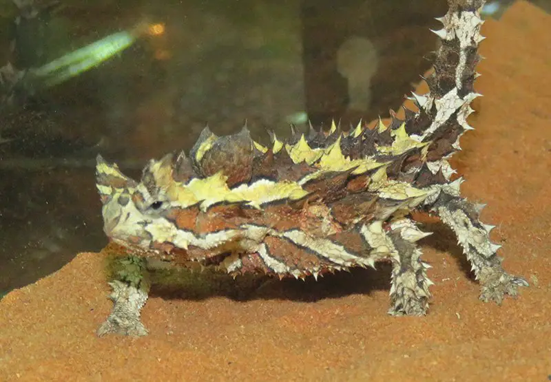 Thorny Devil | The Animal Facts