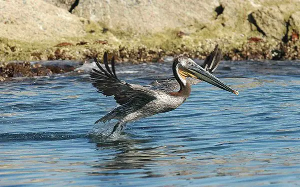 Brown Pelican | The Animal Facts Facts, Habitat, Appearance, Breeding