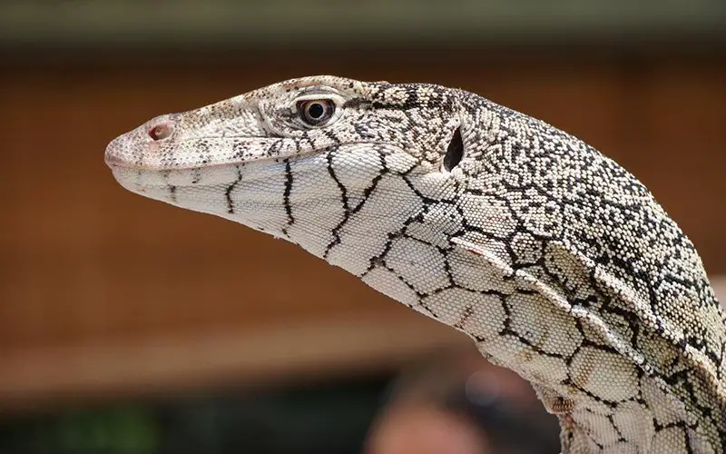 Perentie | The Animal Facts | Diet, Lifepsan, Habitat, Breeding, Appearance