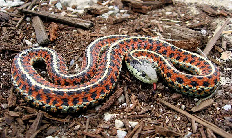 Common Garter Snake | The Animal Facts | Habitat, Diet, Appearance